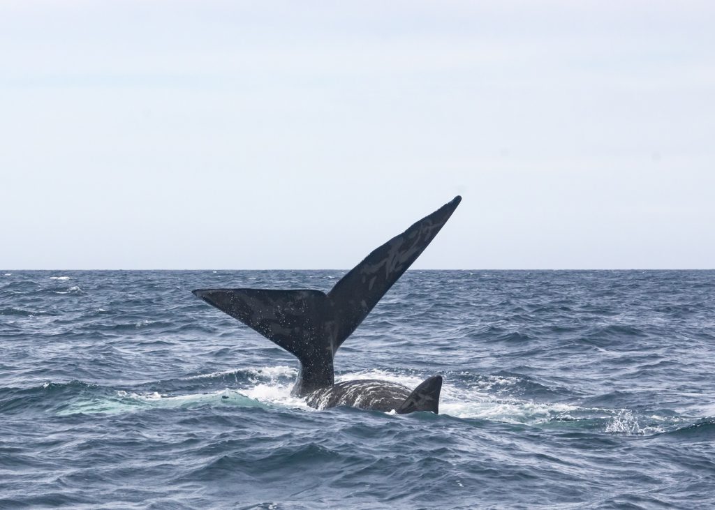 Ballenas, otro atractivo que ofrece Mar del Plata « Diario La Capital ...