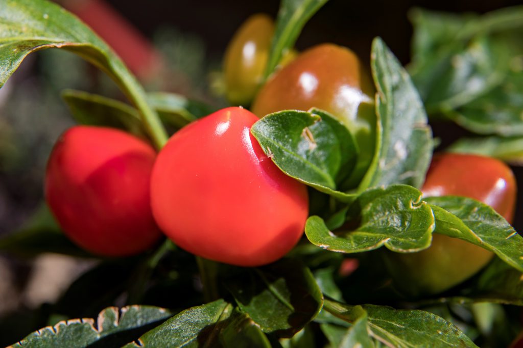 ¿Tiene Ecuador el ají más antiguo de América? « Diario La Capital de ...