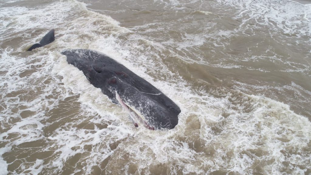 Impactantes imágenes de la ballena varada « Diario La Capital de Mar ...