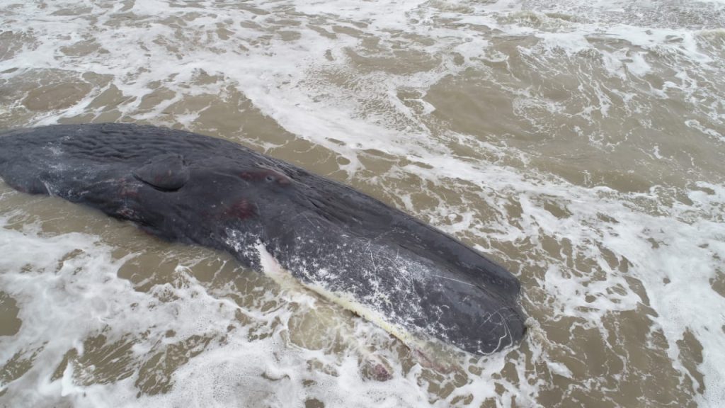 Impactantes imágenes de la ballena varada « Diario La Capital de Mar ...