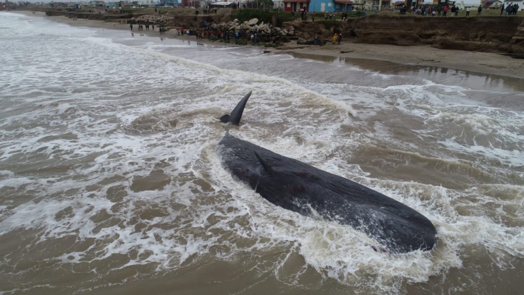 Impactantes imágenes de la ballena varada « Diario La Capital de Mar ...