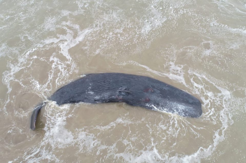 Impactantes imágenes de la ballena varada « Diario La Capital de Mar ...