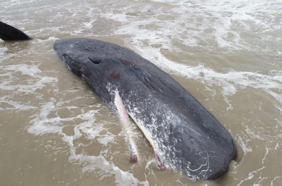 Impactantes imágenes de la ballena varada « Diario La Capital de Mar ...