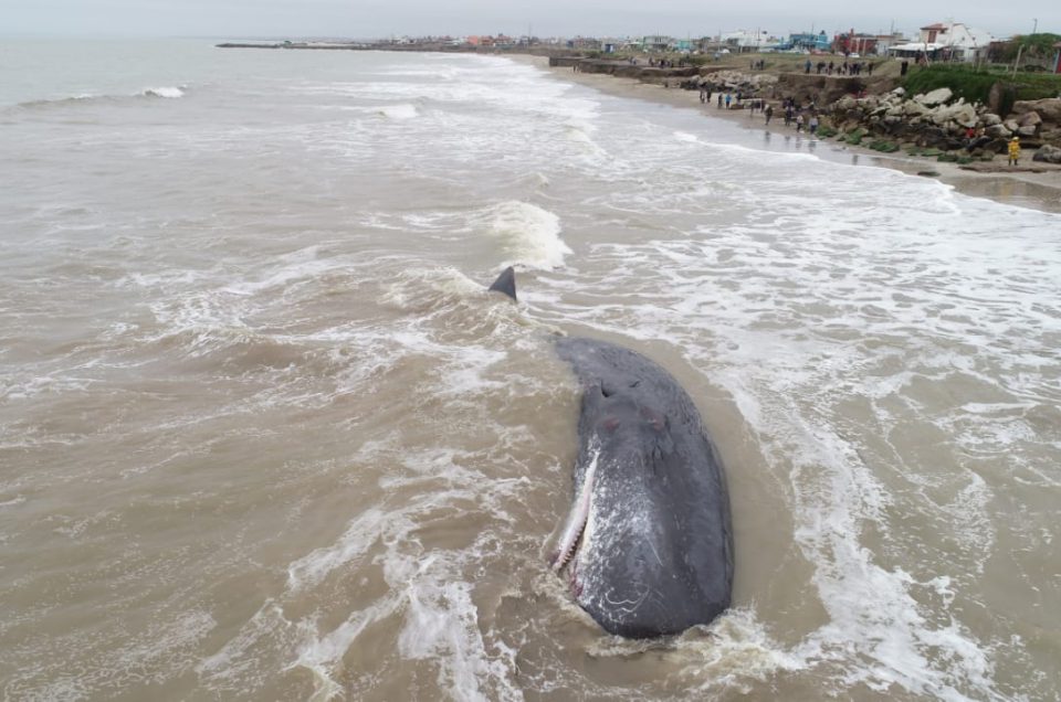Impactantes imágenes de la ballena varada « Diario La Capital de Mar ...
