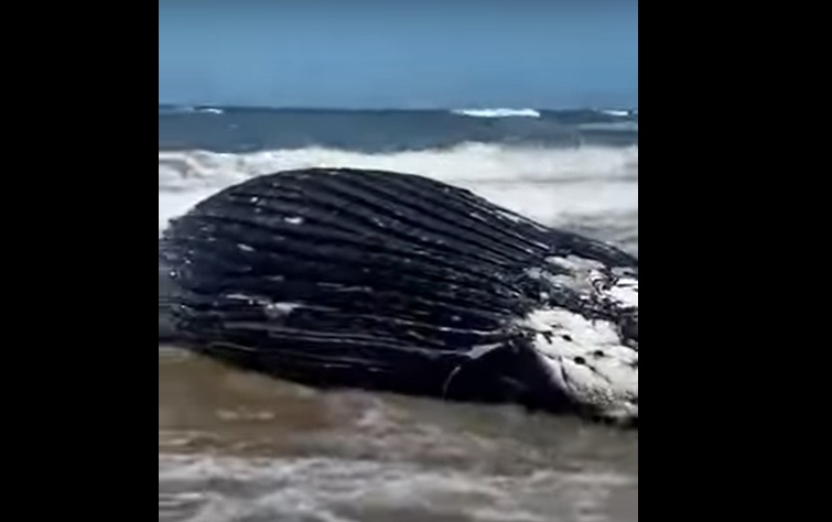 Video: una ballena apareció muerta en una playa de Pinamar « Diario La ...