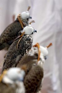 El halcón milenario de Qatar 2022: turismo, lujo y tradición « Diario ...