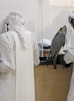 El halcón milenario de Qatar 2022: turismo, lujo y tradición « Diario ...