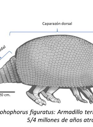 Niños hallaron fósiles de un armadillo gigante: los restos tienen 5 ...