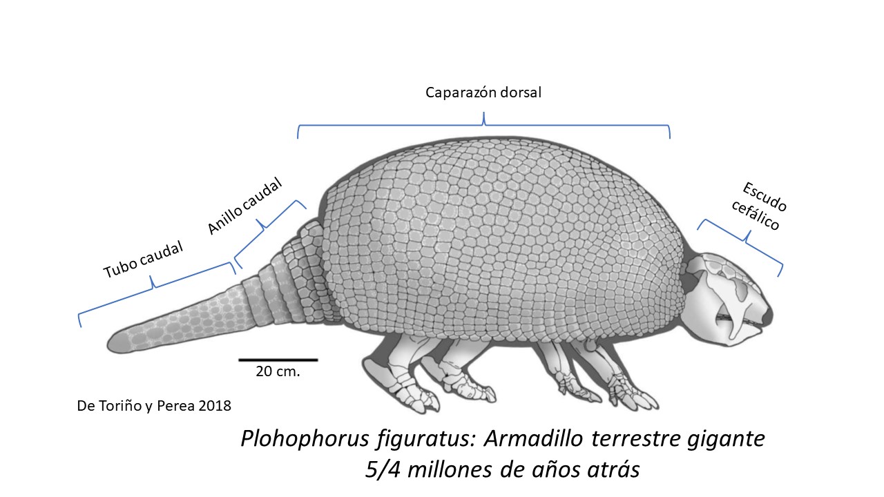 Niños hallaron fósiles de un armadillo gigante: los restos tienen 5 ...