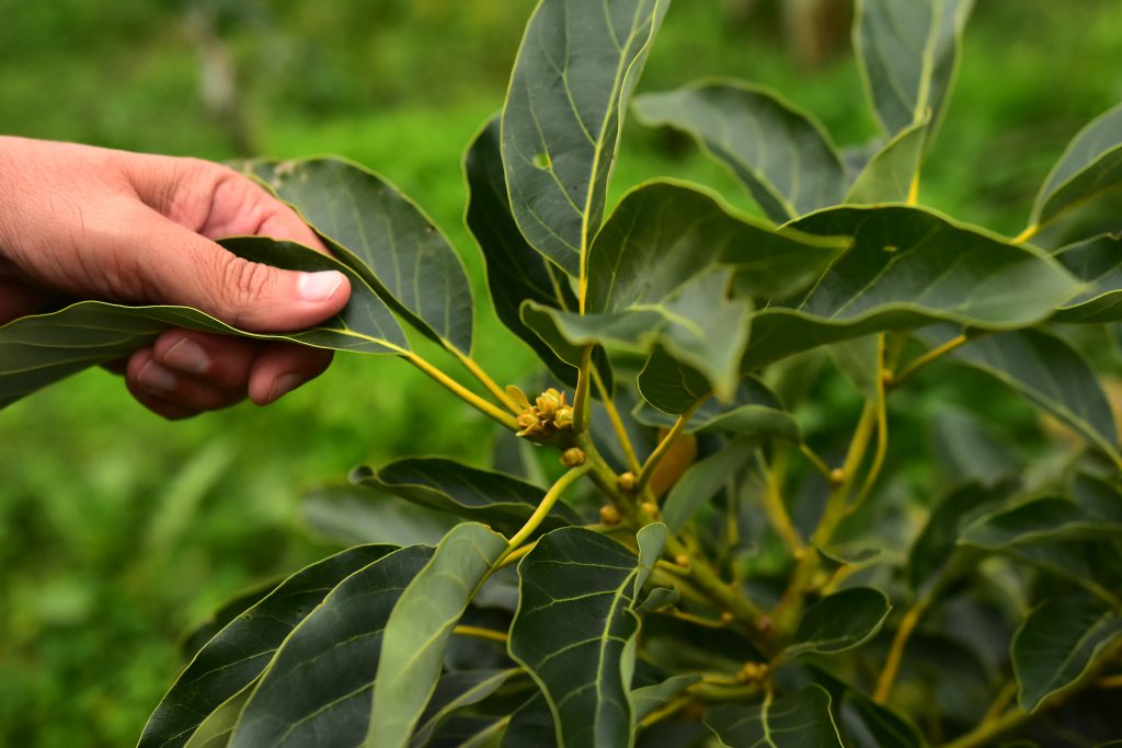 Se espera para octubre la primera cosecha de palta en Mar del Plata ...