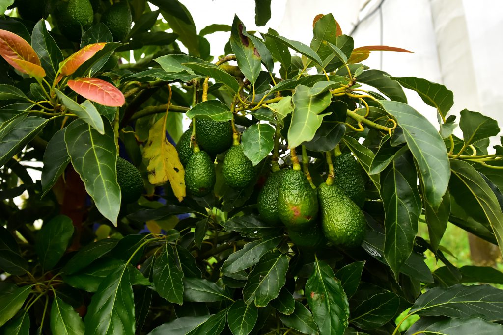 Se espera para octubre la primera cosecha de palta en Mar del Plata ...