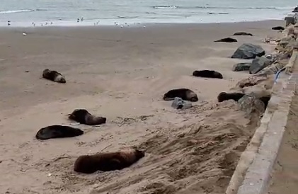 Hallan lobos marinos muertos en Necochea e investigan posibles ...