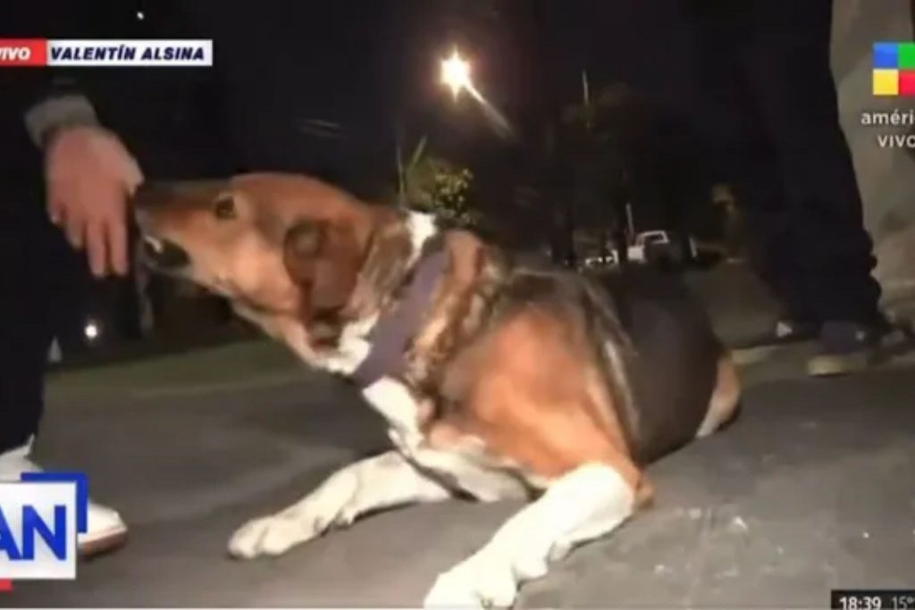 Un periodista fue mordido por un perro en vivo y se volvió viral ...