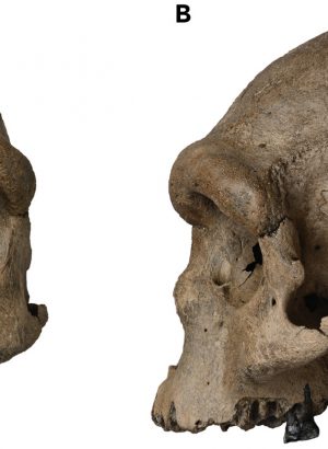 El cráneo de Harbin es un denisovano « Diario La Capital de Mar del Plata